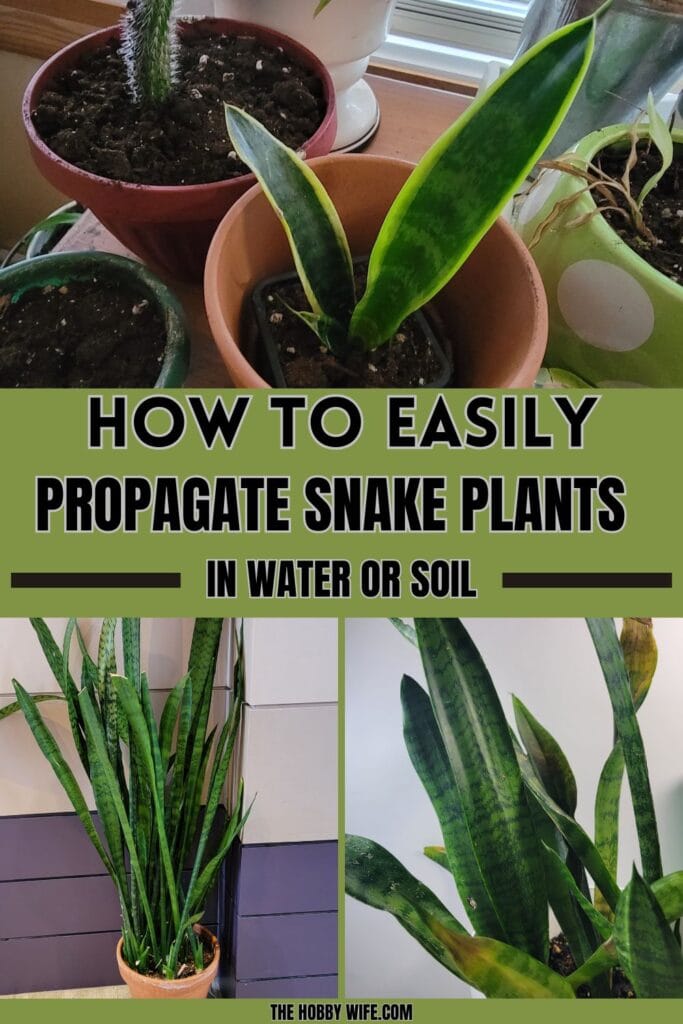 How to Propagate Snake Plant (Easy Step-by-Step Guide) - The Hobby Wife