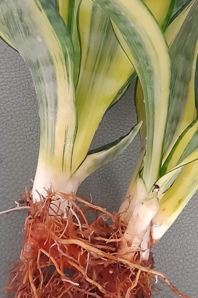 How to Propagate Snake Plant (Easy Step-by-Step Guide) - The Hobby Wife